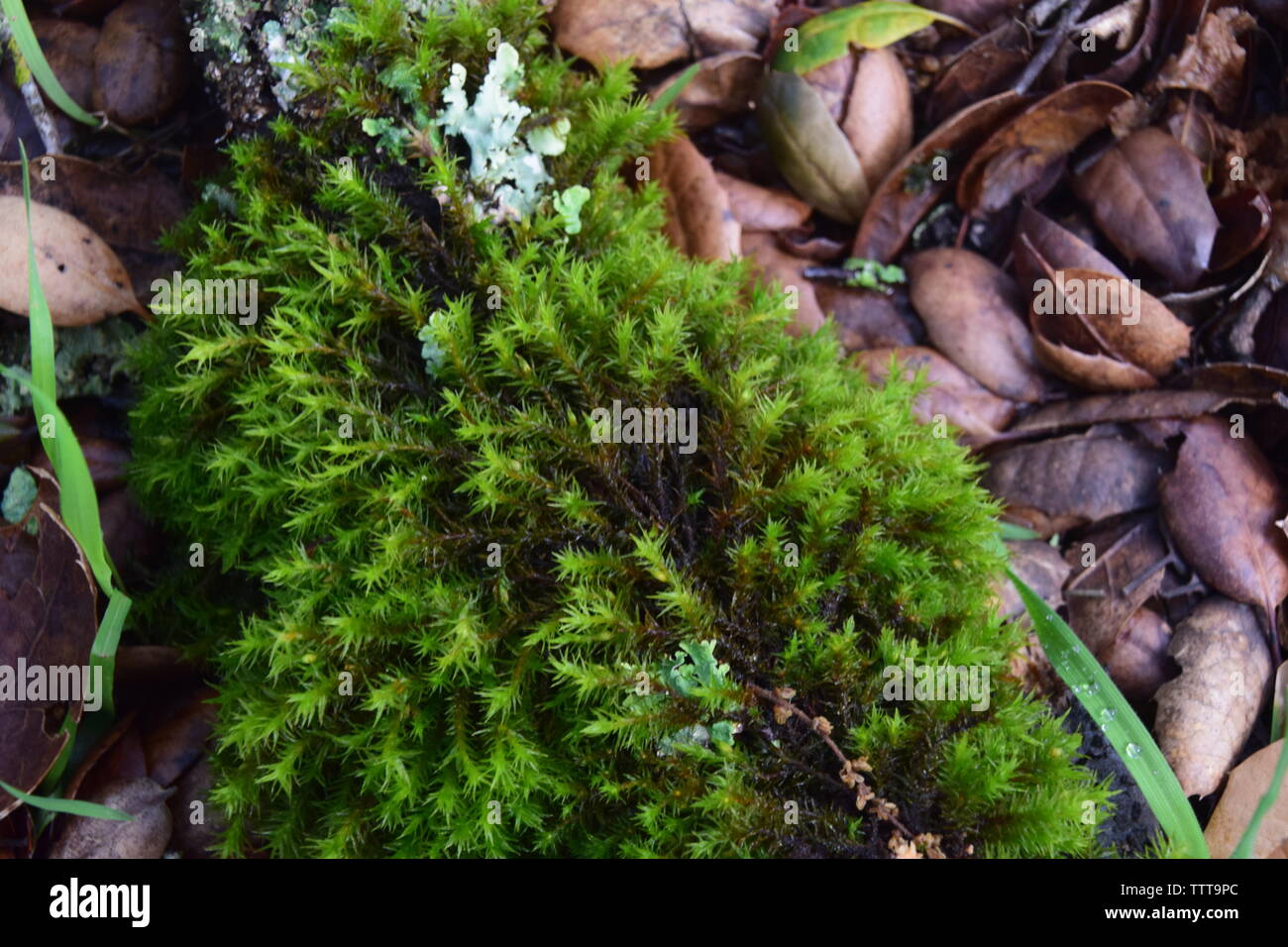 Moss growing on the forest floor Stock Photo - Alamy