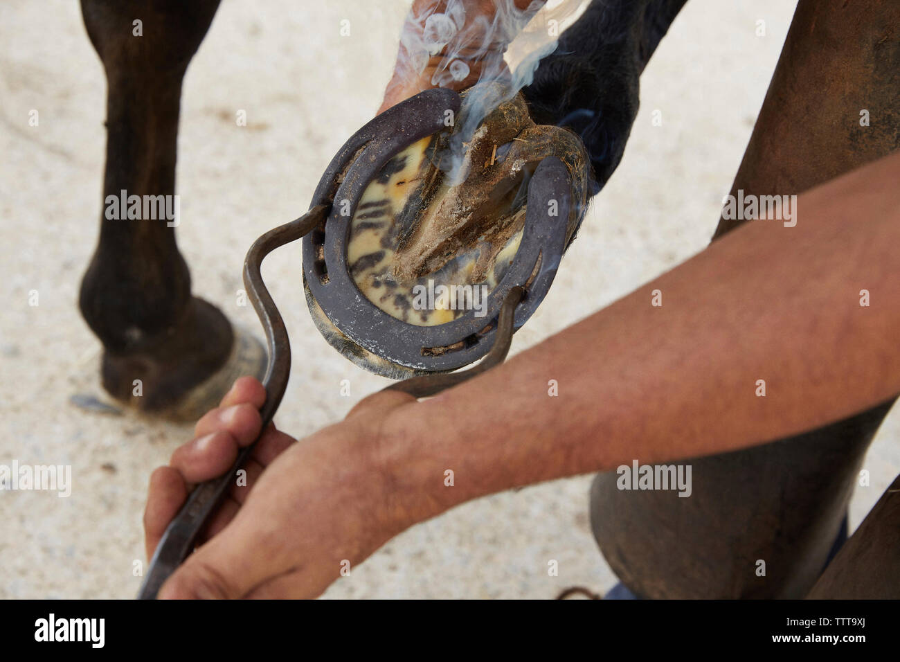 Farrier and horse hi-res stock photography and images - Alamy