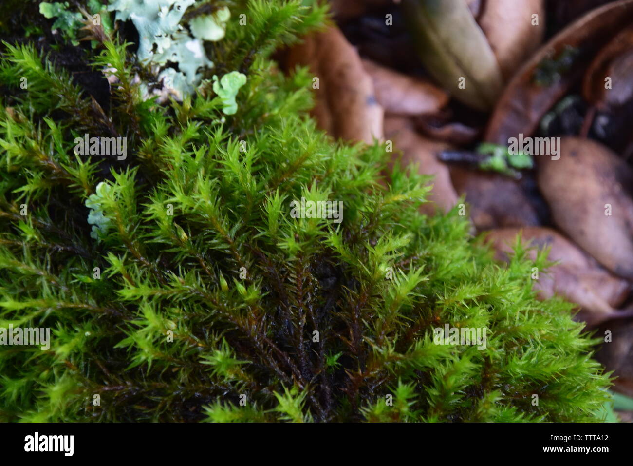 Moss growing on the forest floor Stock Photo - Alamy