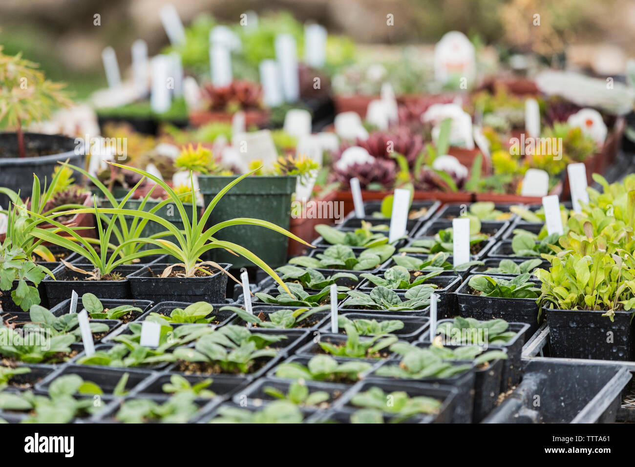 Garden of the angle hi-res stock photography and images - Alamy