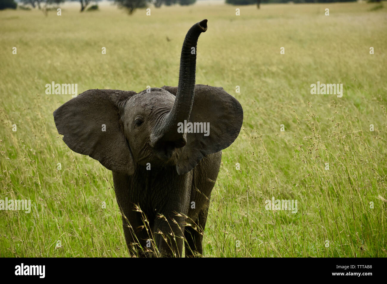 Elephant trumpeting hi-res stock photography and images - Alamy
