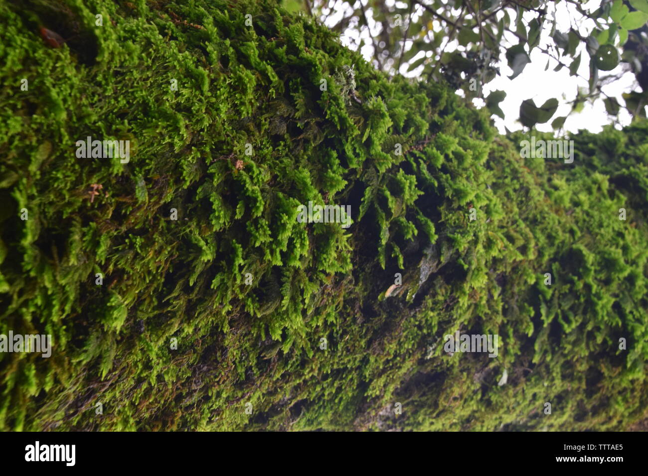 Moss growing on the forest floor Stock Photo - Alamy