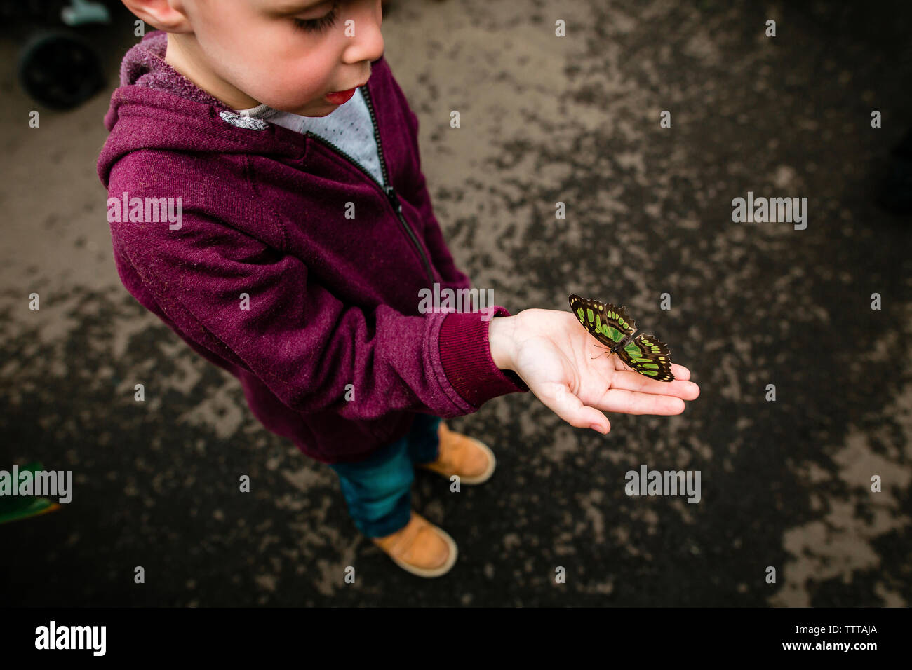 Boy with butterfly hi-res stock photography and images - Alamy