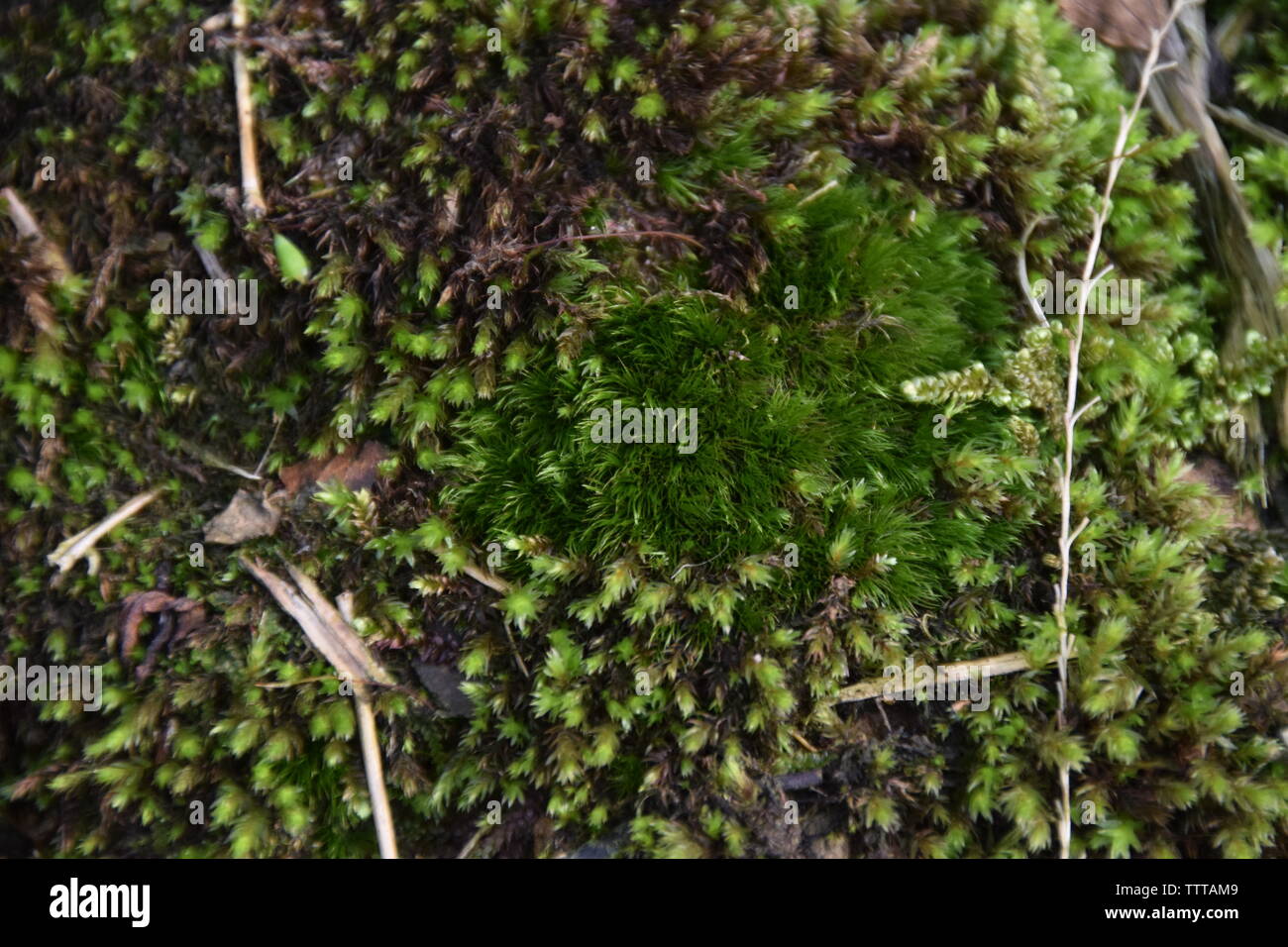 Moss growing on the forest floor Stock Photo - Alamy