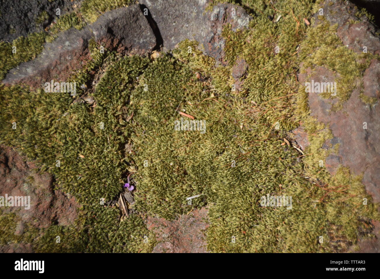 Moss growing on the forest floor Stock Photo - Alamy