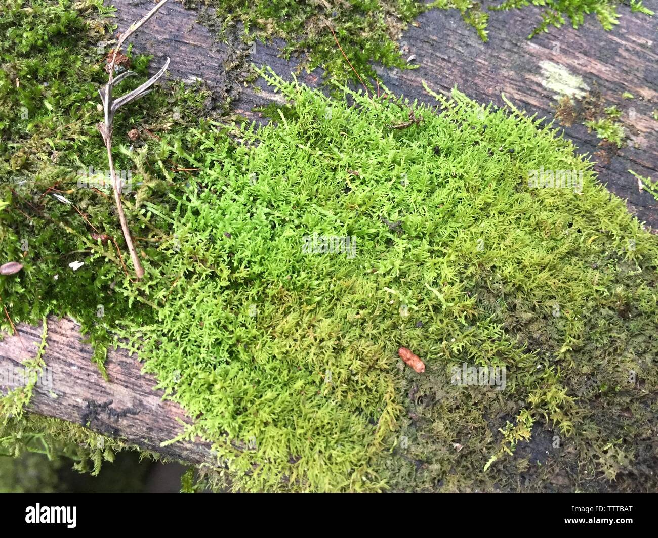 Moss growing on the forest floor Stock Photo - Alamy
