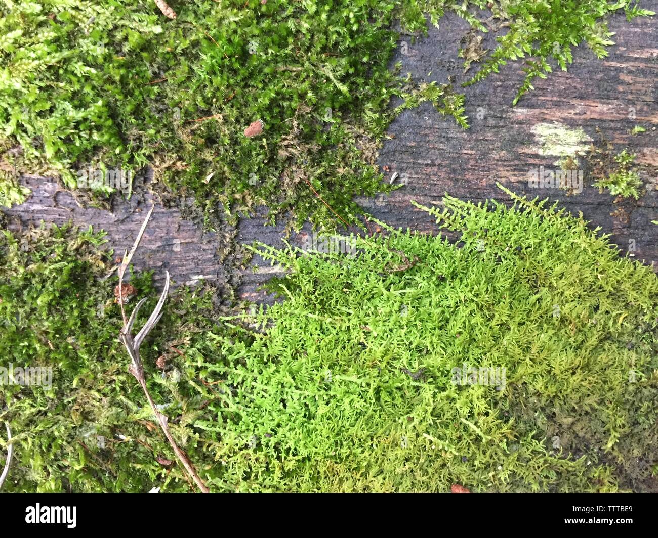 Moss growing on the forest floor Stock Photo - Alamy