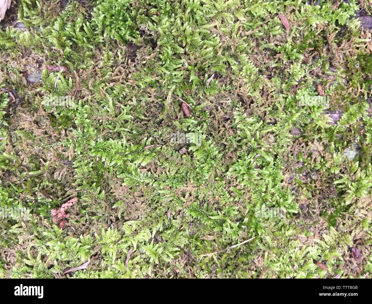 Moss growing on the forest floor Stock Photo - Alamy