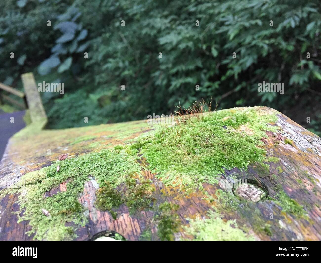 Moss growing on the forest floor Stock Photo - Alamy
