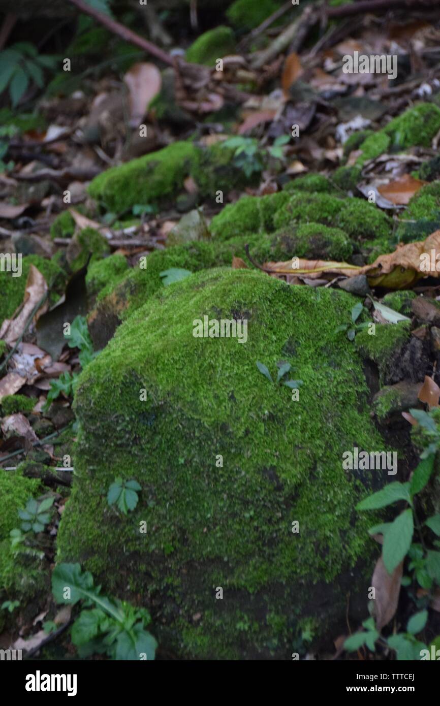 Moss growing on the forest floor Stock Photo - Alamy