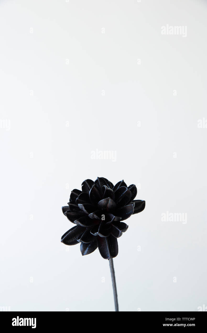 Painted flower against white background Stock Photo - Alamy