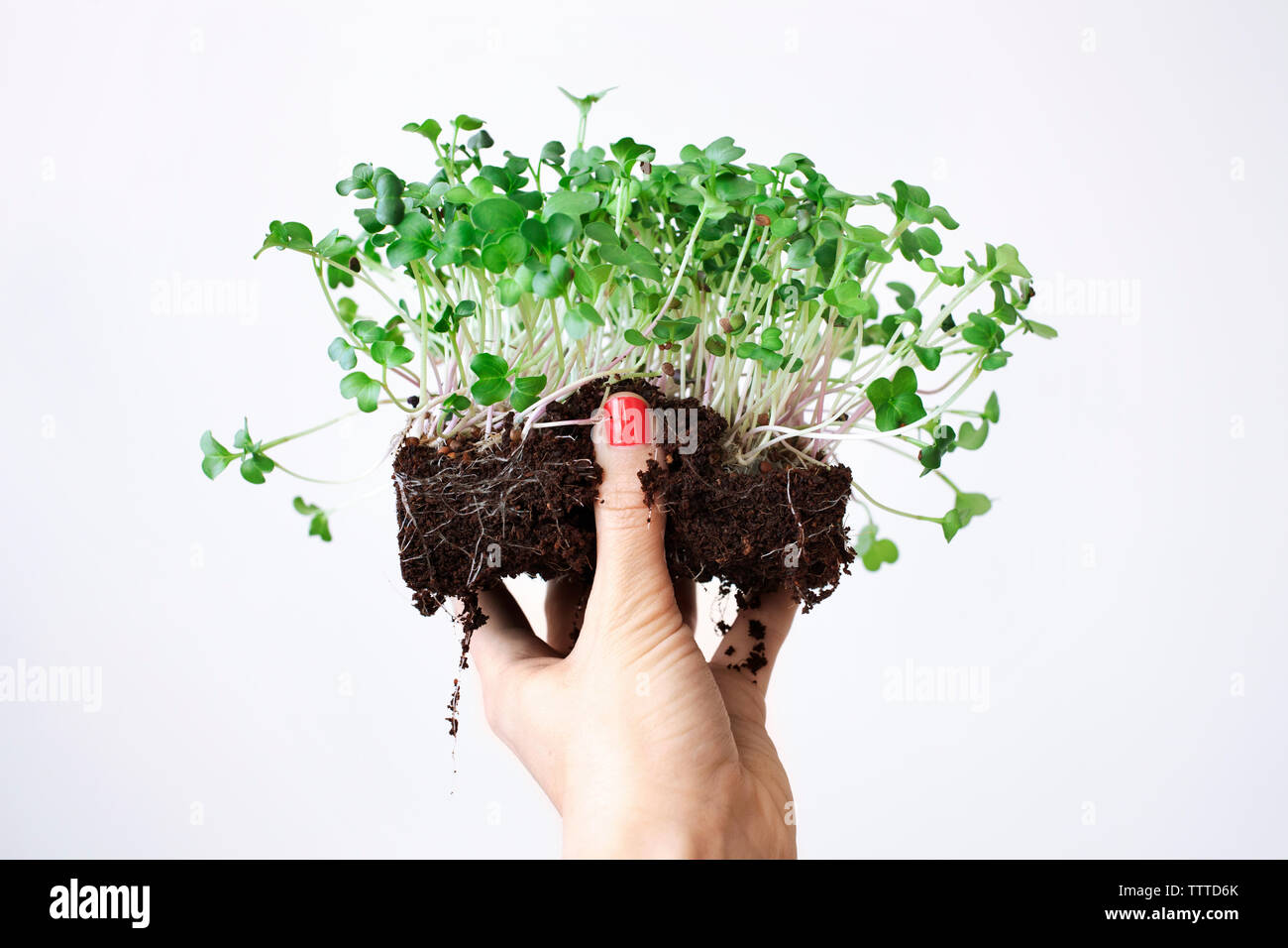 Human hand plant hi-res stock photography and images - Alamy