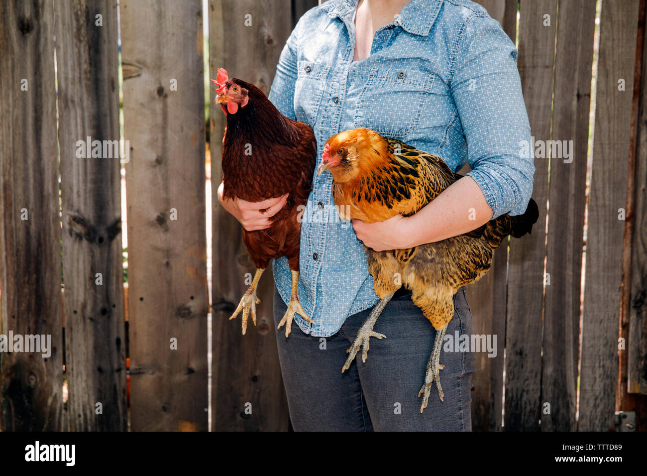 People Holding Chickens