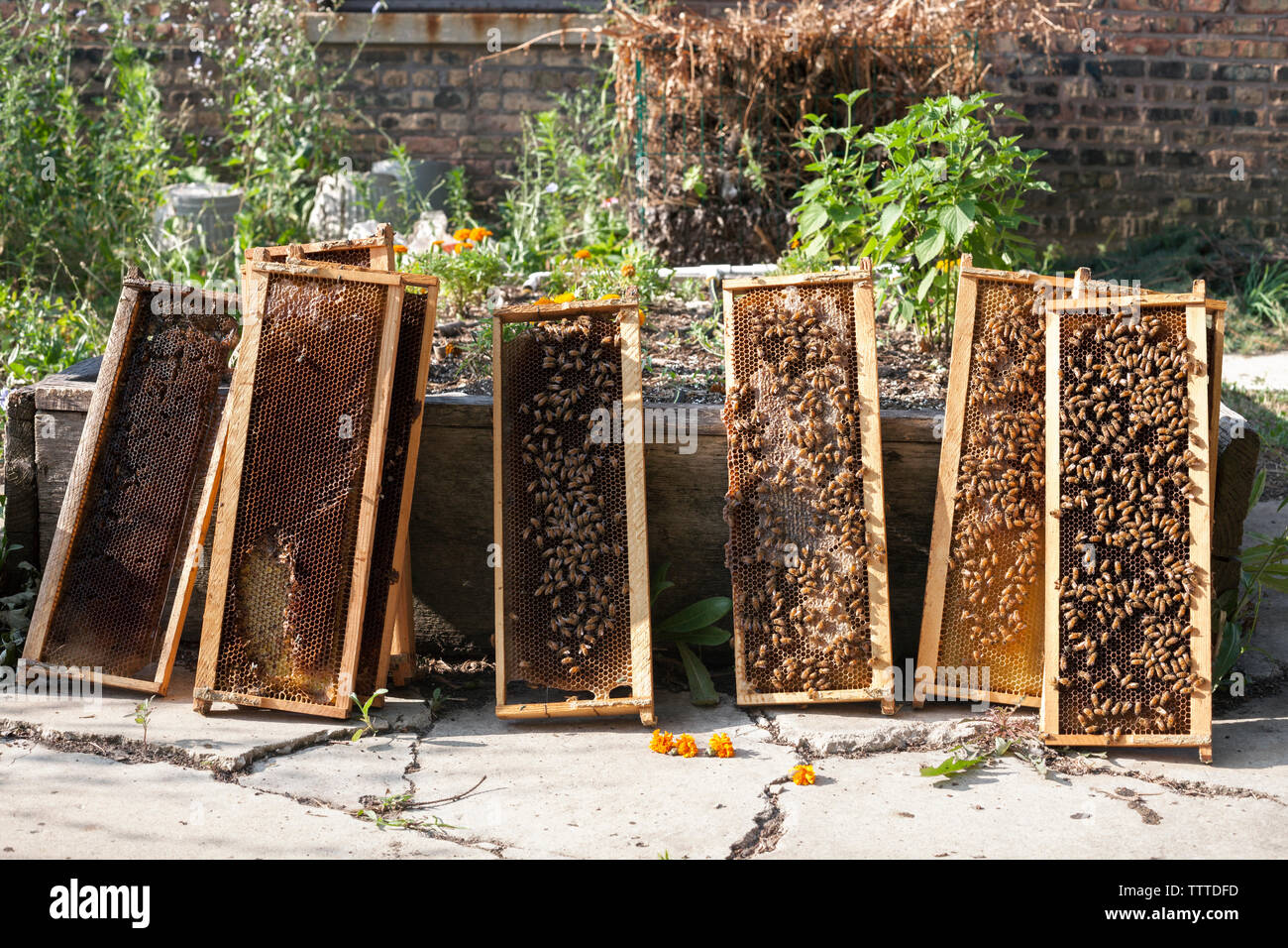 Plants for bees hi-res stock photography and images - Alamy