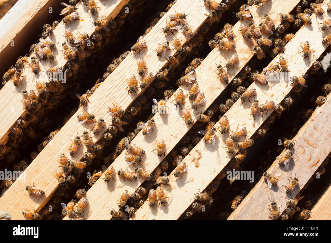 Beehive view hi-res stock photography and images - Alamy