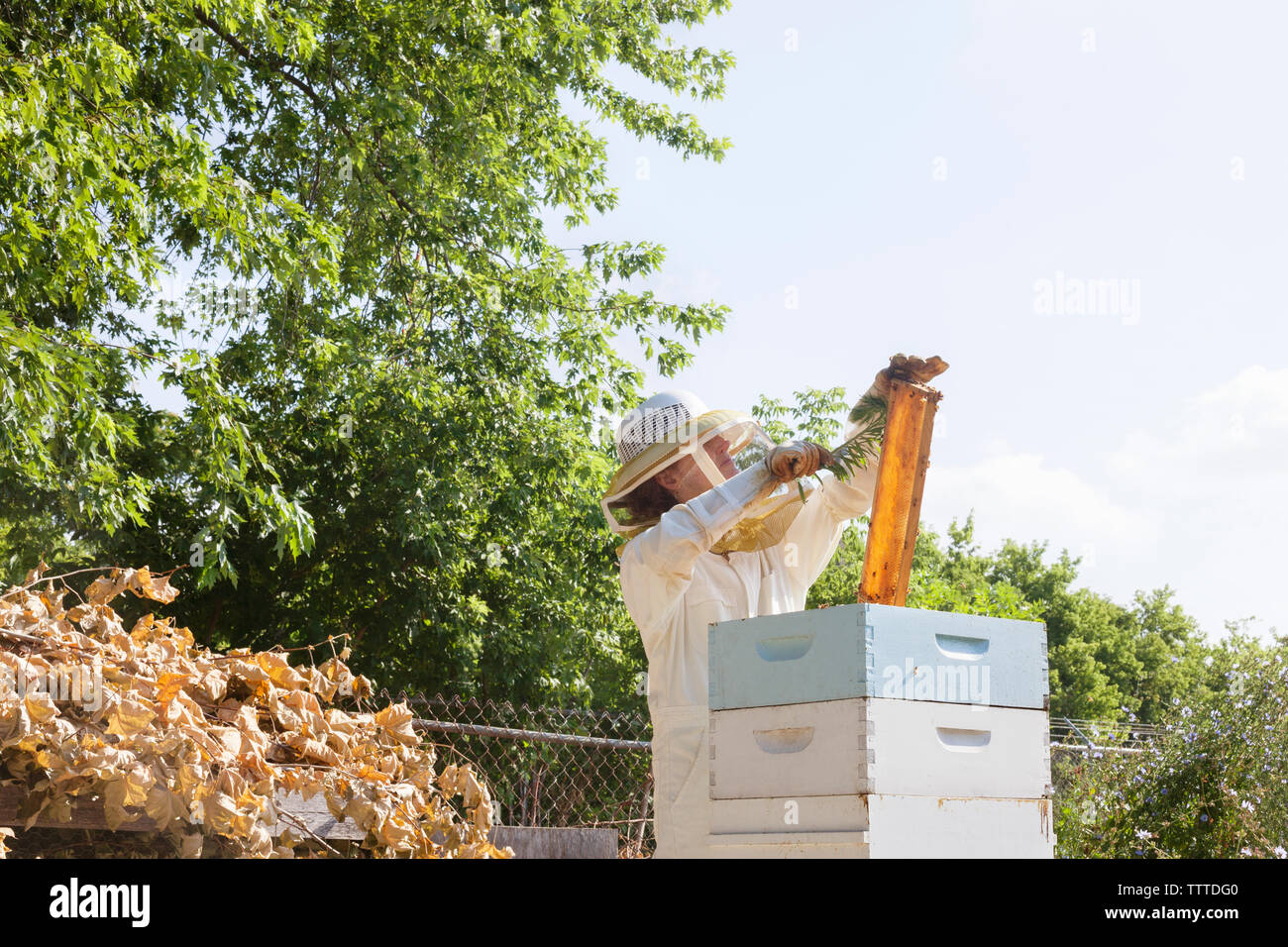 Female beekeeper examining frame while standing against trees Stock ...