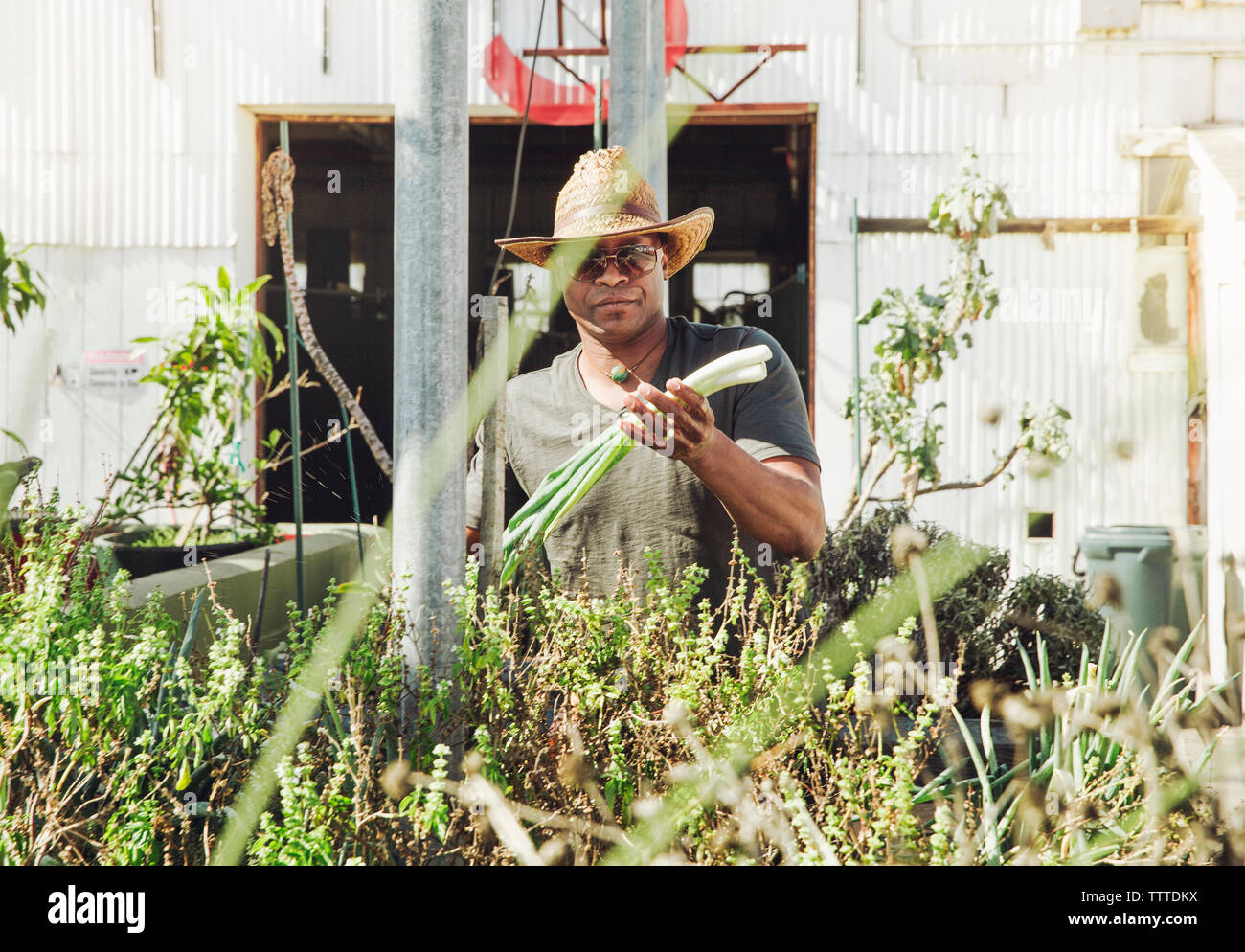 Portrait of farmer holding spring onions in farm Stock Photo - Alamy