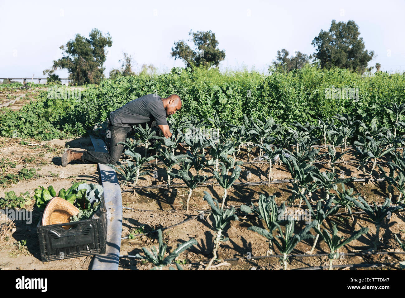 Side view of farmer working on vegetable farm Stock Photo - Alamy