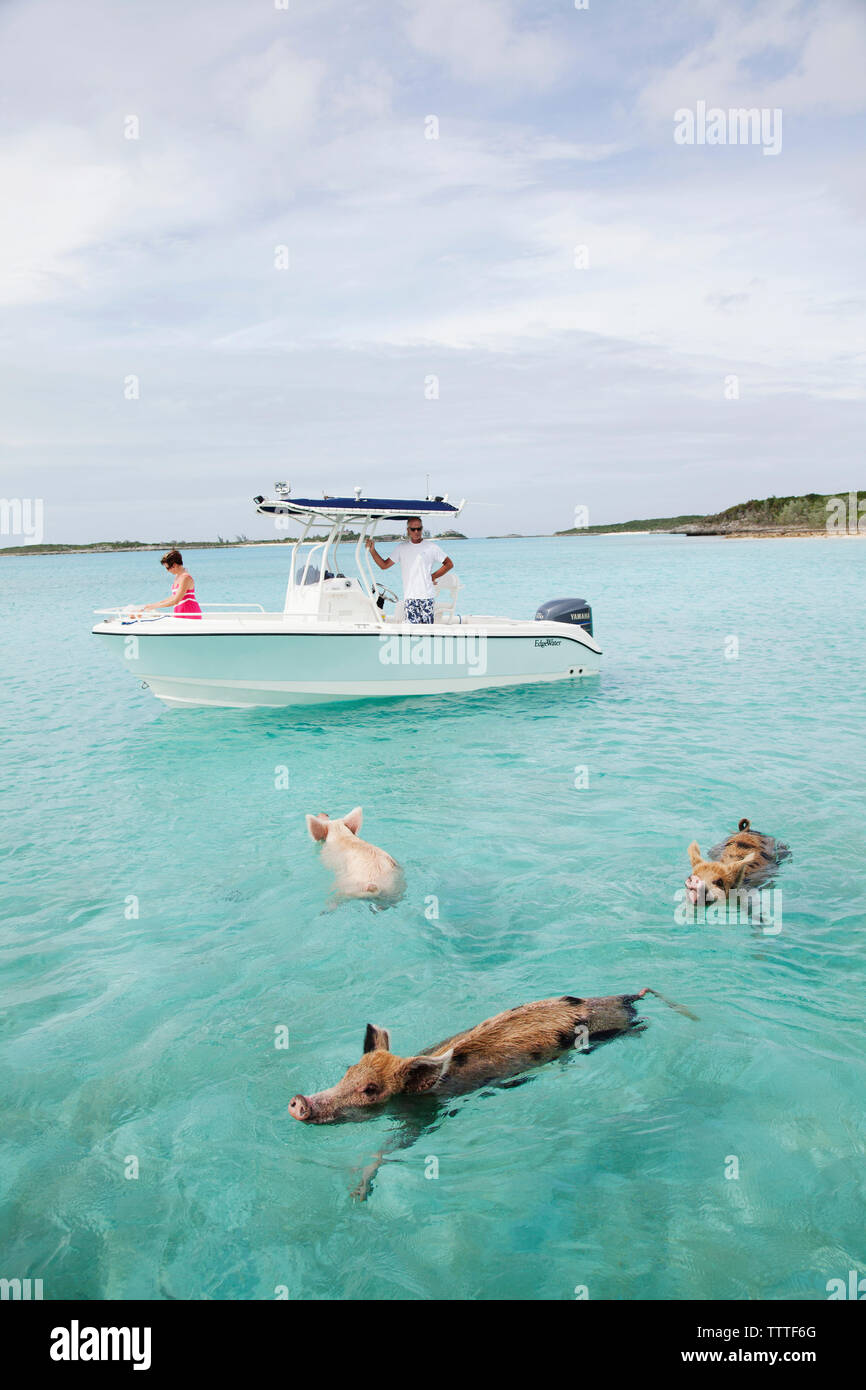 EXUMA, Bahamas. Swimming pigs at Big Major Cay Stock Photo - Alamy