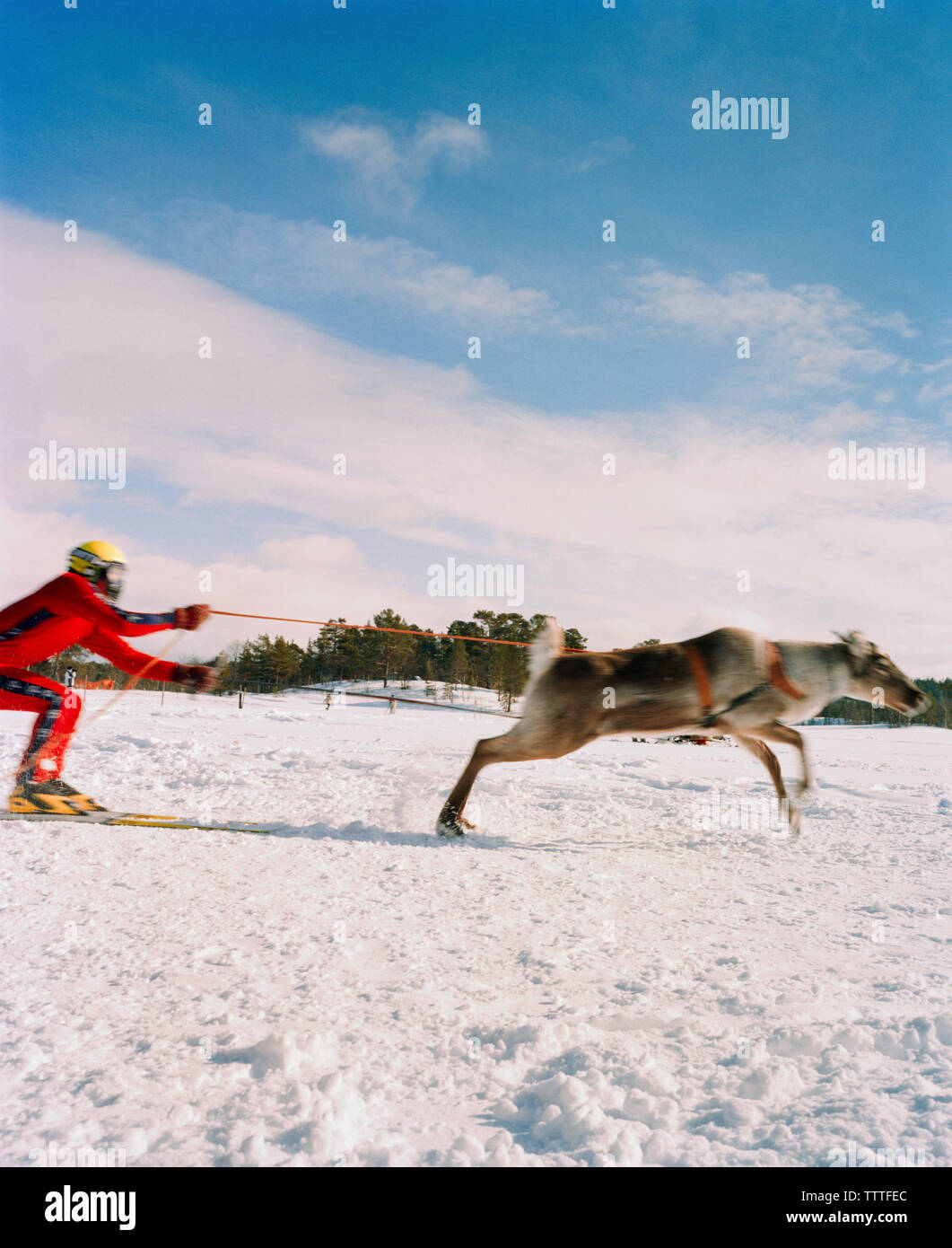 Sami reindeer herder snow hi-res stock photography and images - Alamy
