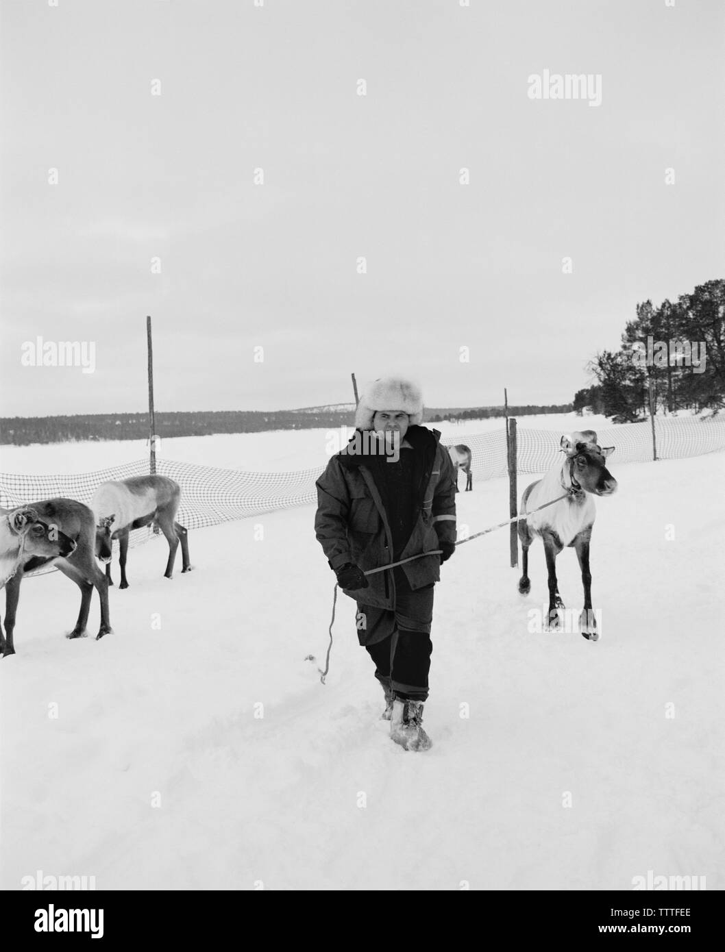 FINLAND, Hemet, Arctic, man pulling reindeer for race Stock Photo - Alamy