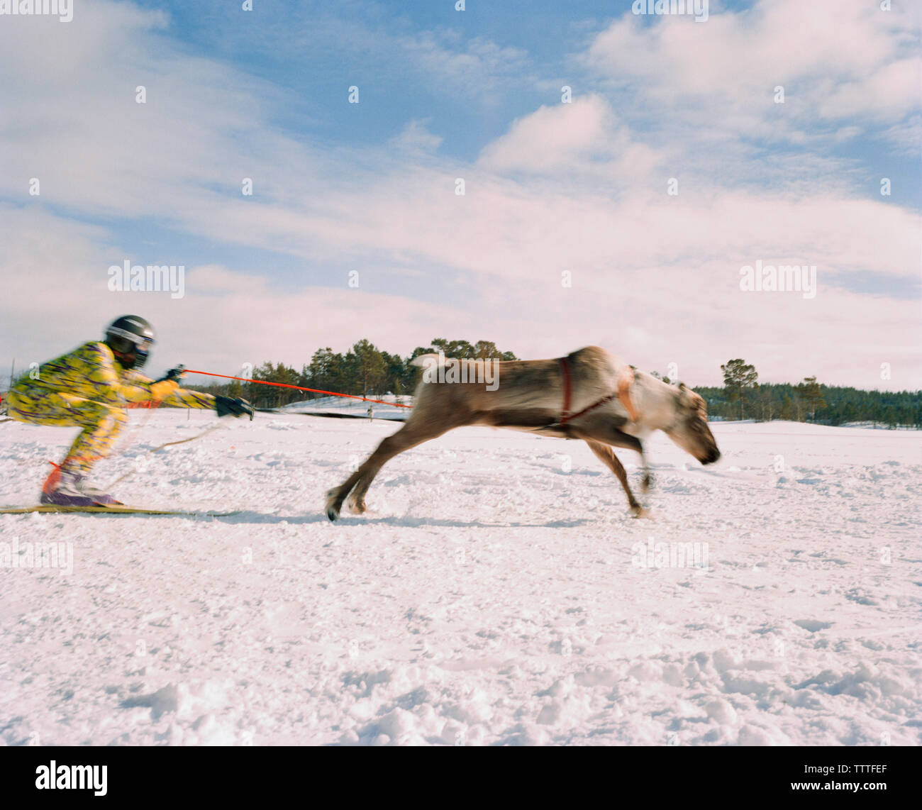 Reindeer race finland hi-res stock photography and images - Alamy