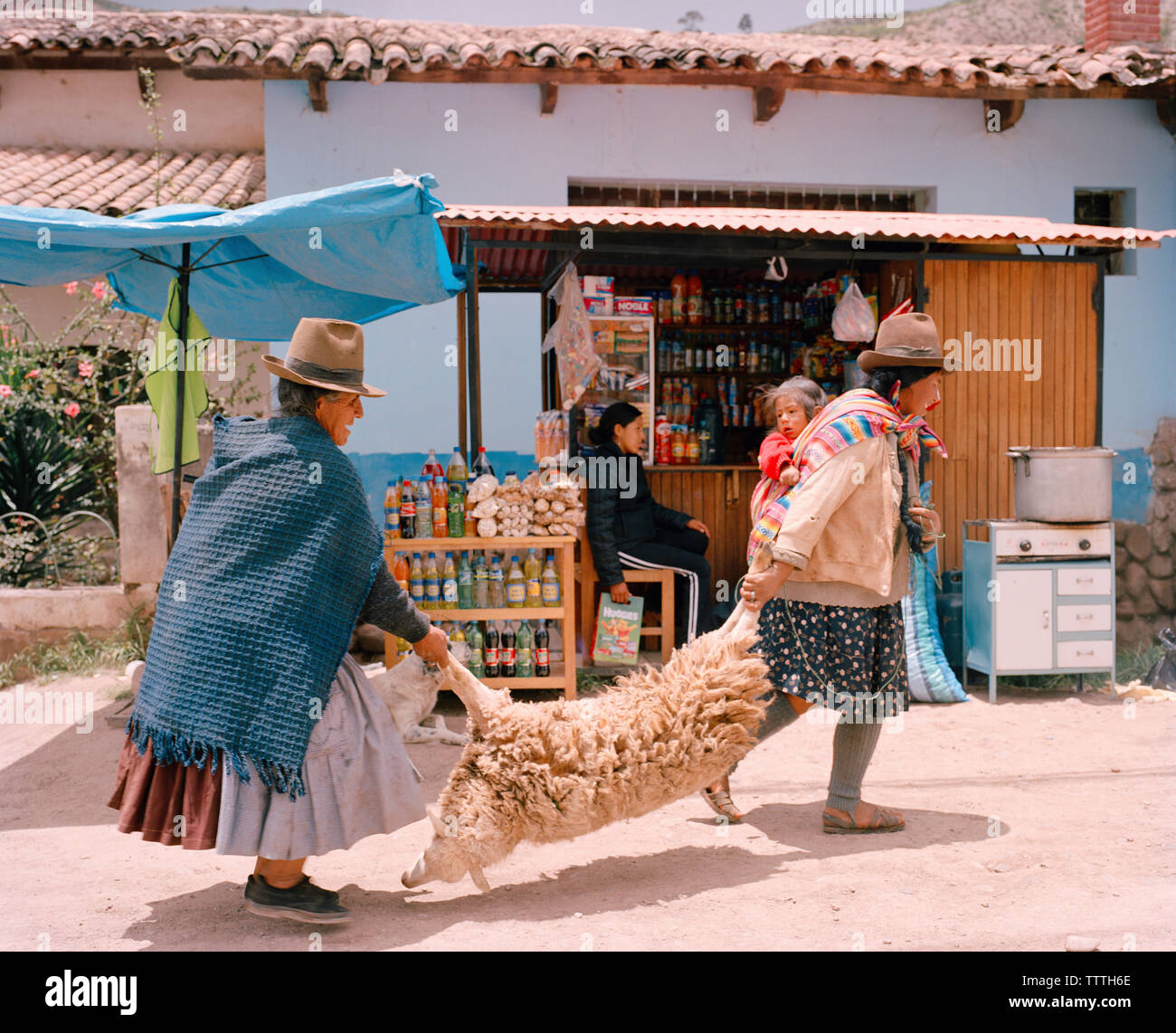 Shepherd sheep carry hi-res stock photography and images - Alamy