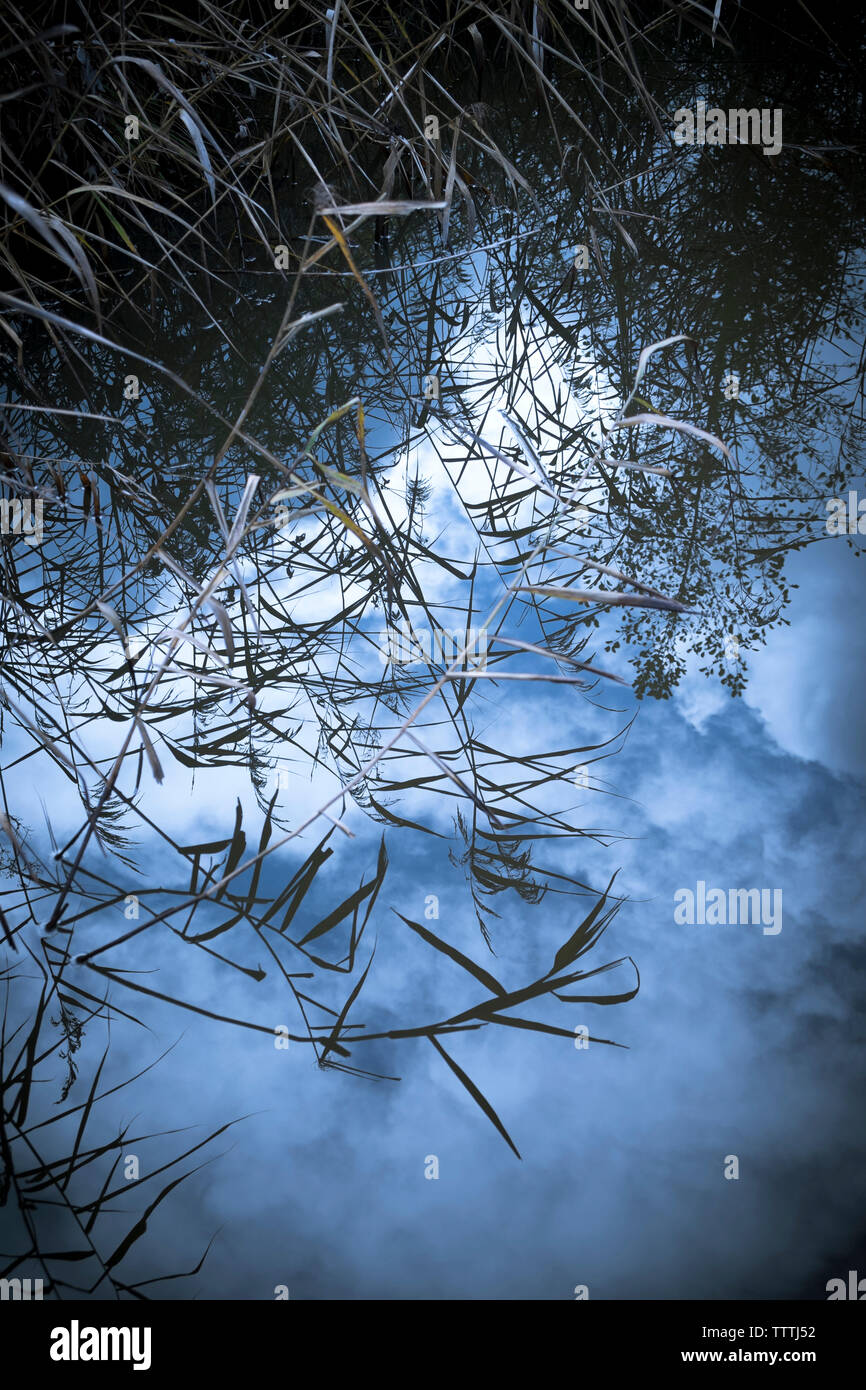 Calm leaves hi-res stock photography and images - Alamy