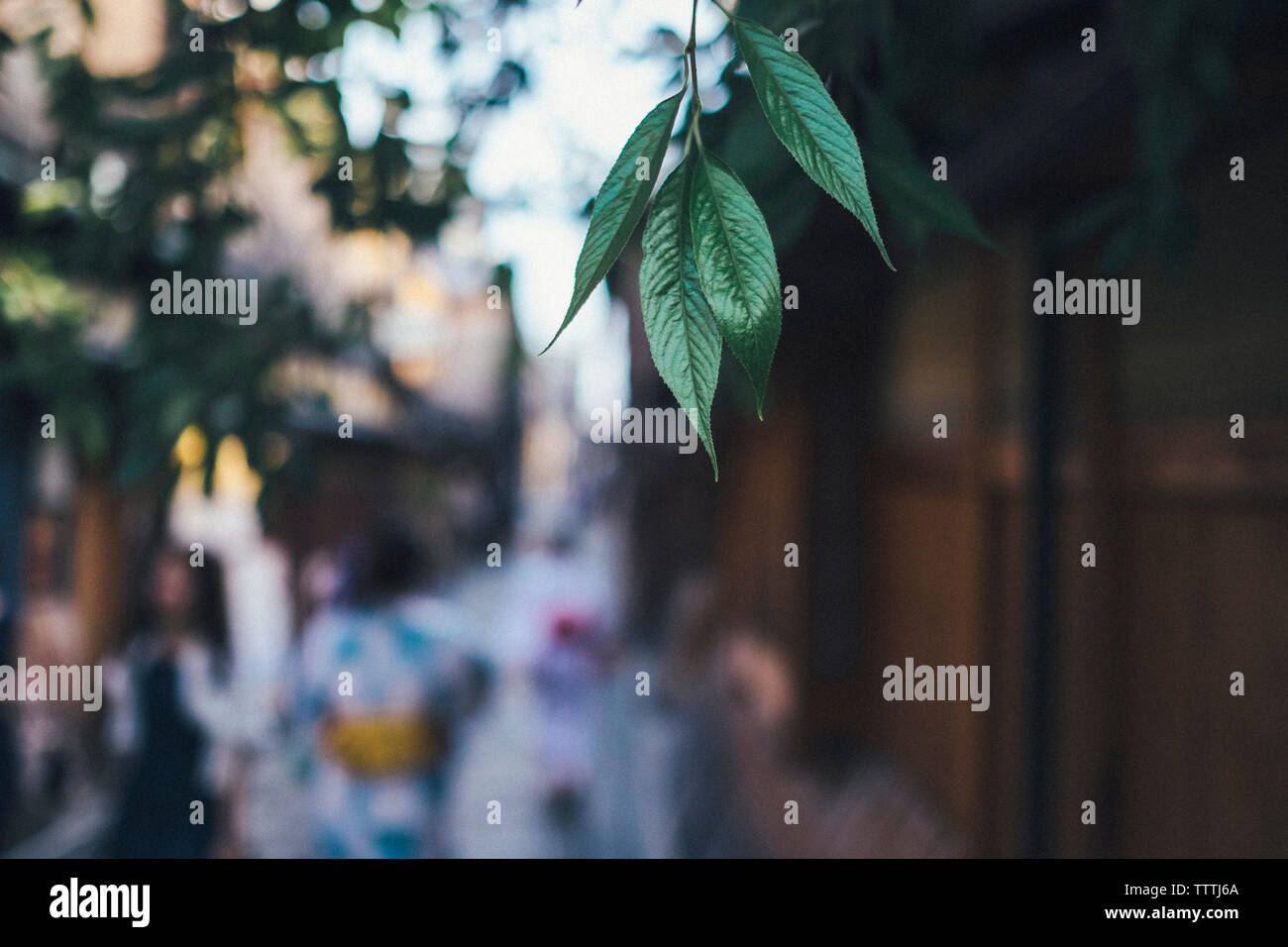 Leaves on buildings hi-res stock photography and images - Alamy