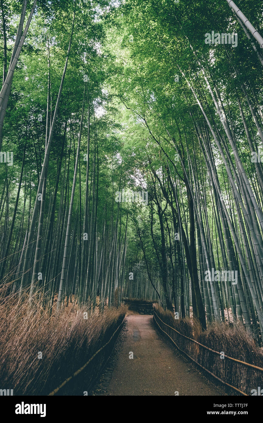 Grove forest hi-res stock photography and images - Alamy