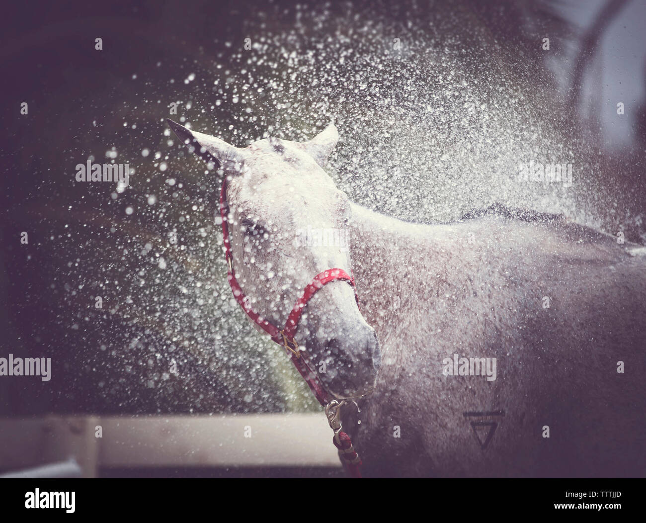 Water is sprayed hi-res stock photography and images - Alamy