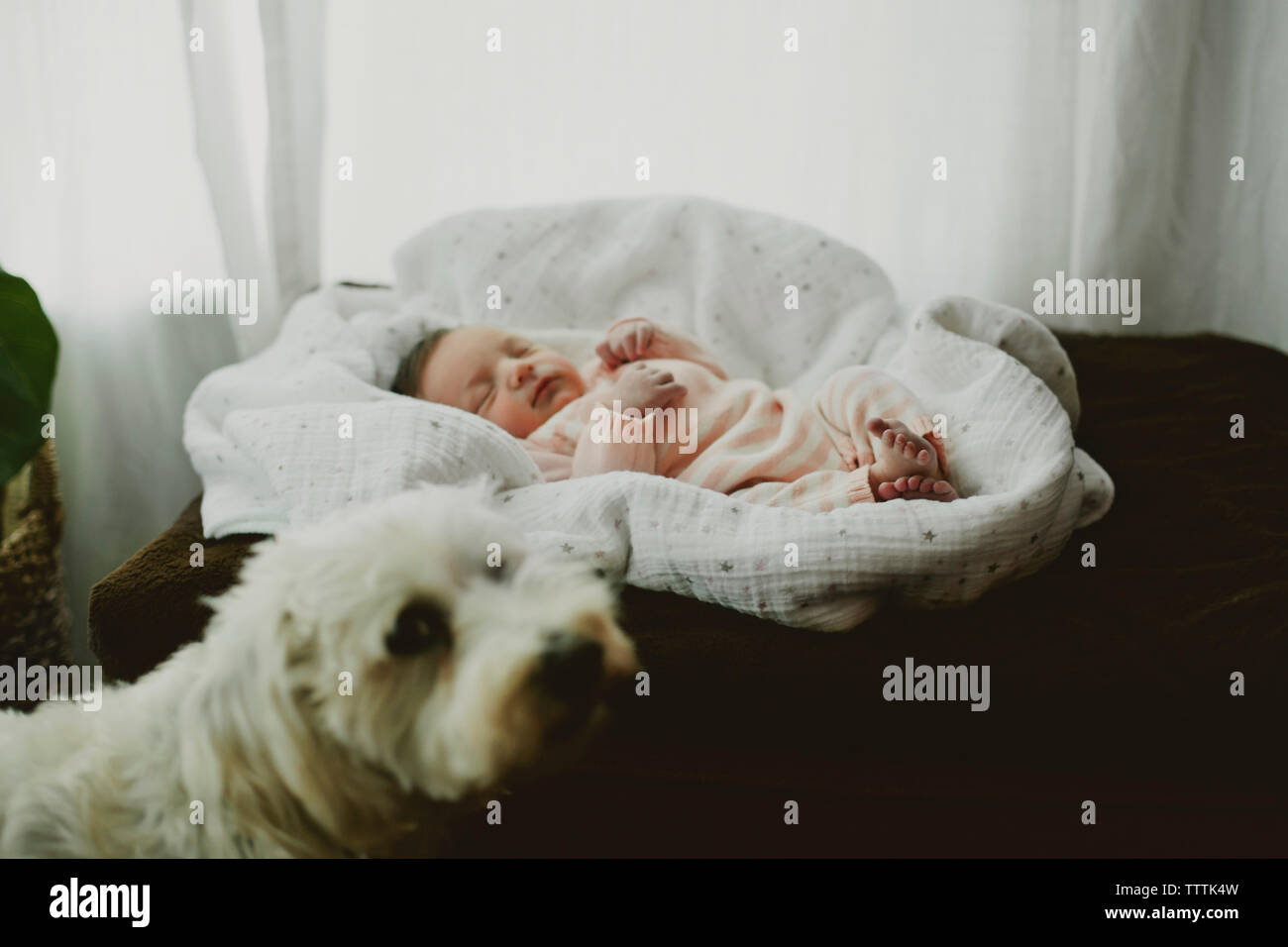 Baby And Dog Nap Together
