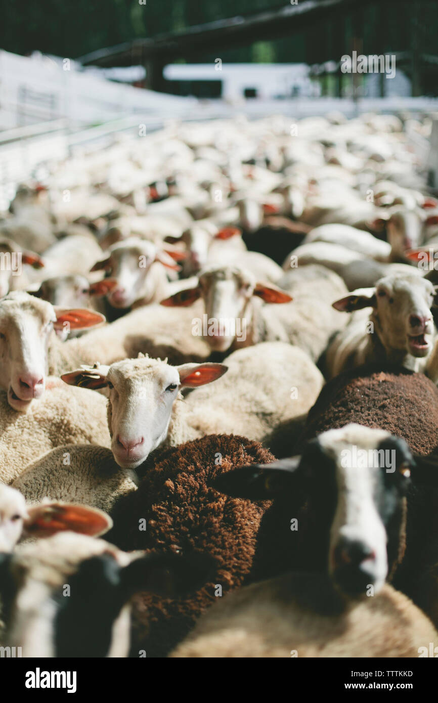 Sheep crowded hi-res stock photography and images - Alamy