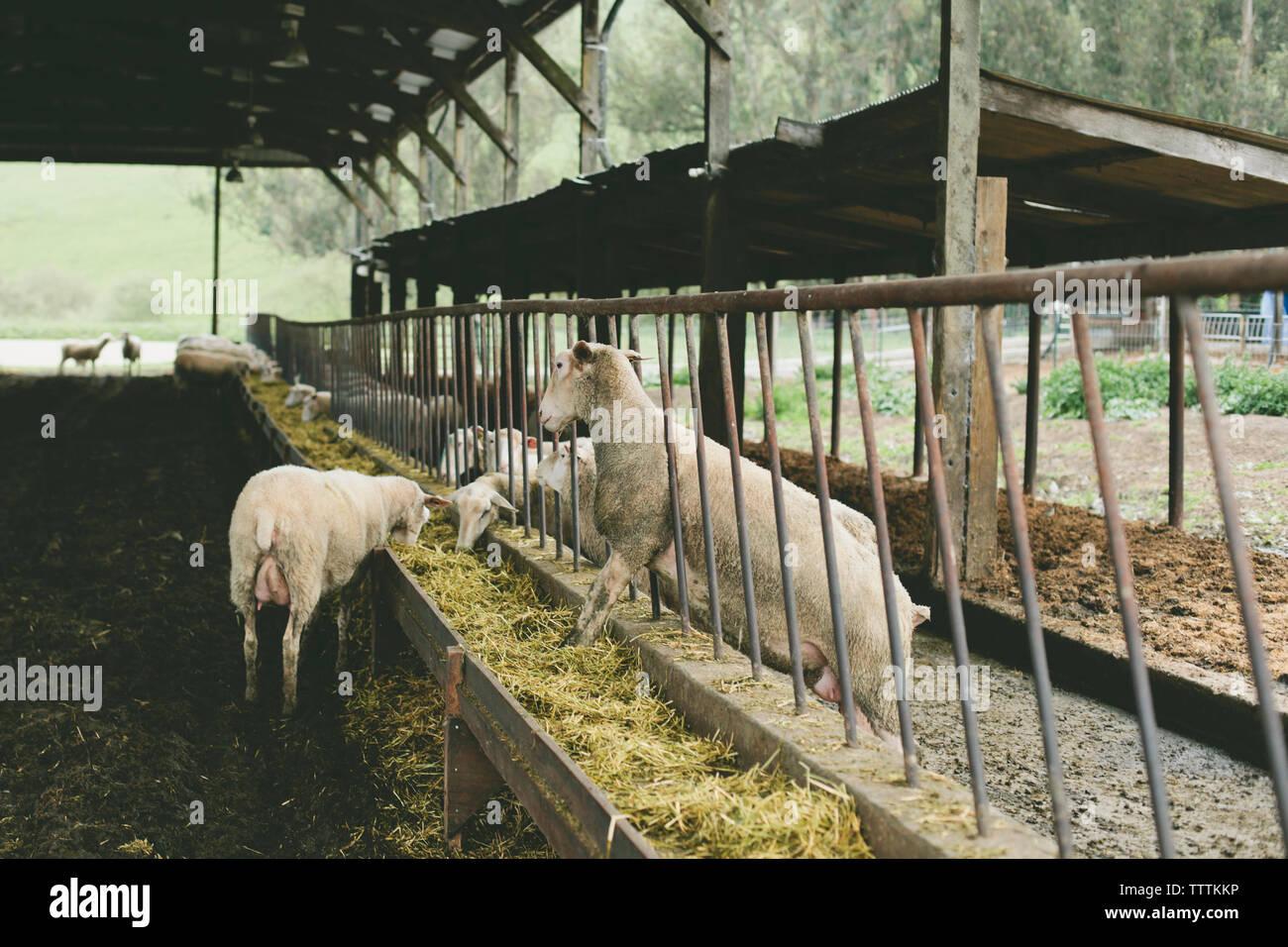 Sheep with straw hi-res stock photography and images - Alamy