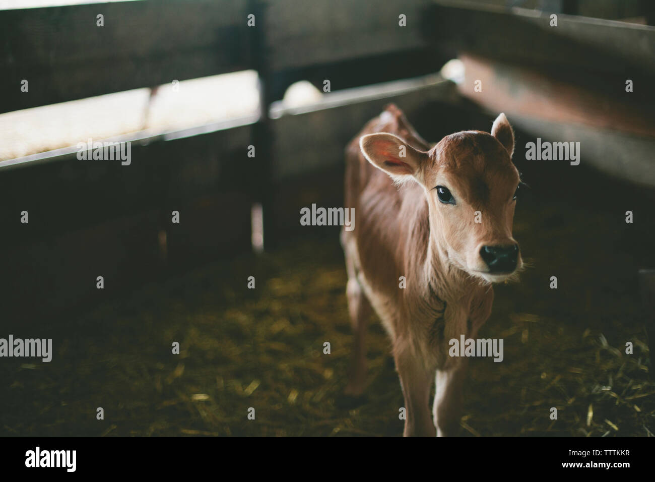 Portrait of calf standing in pen Stock Photo - Alamy