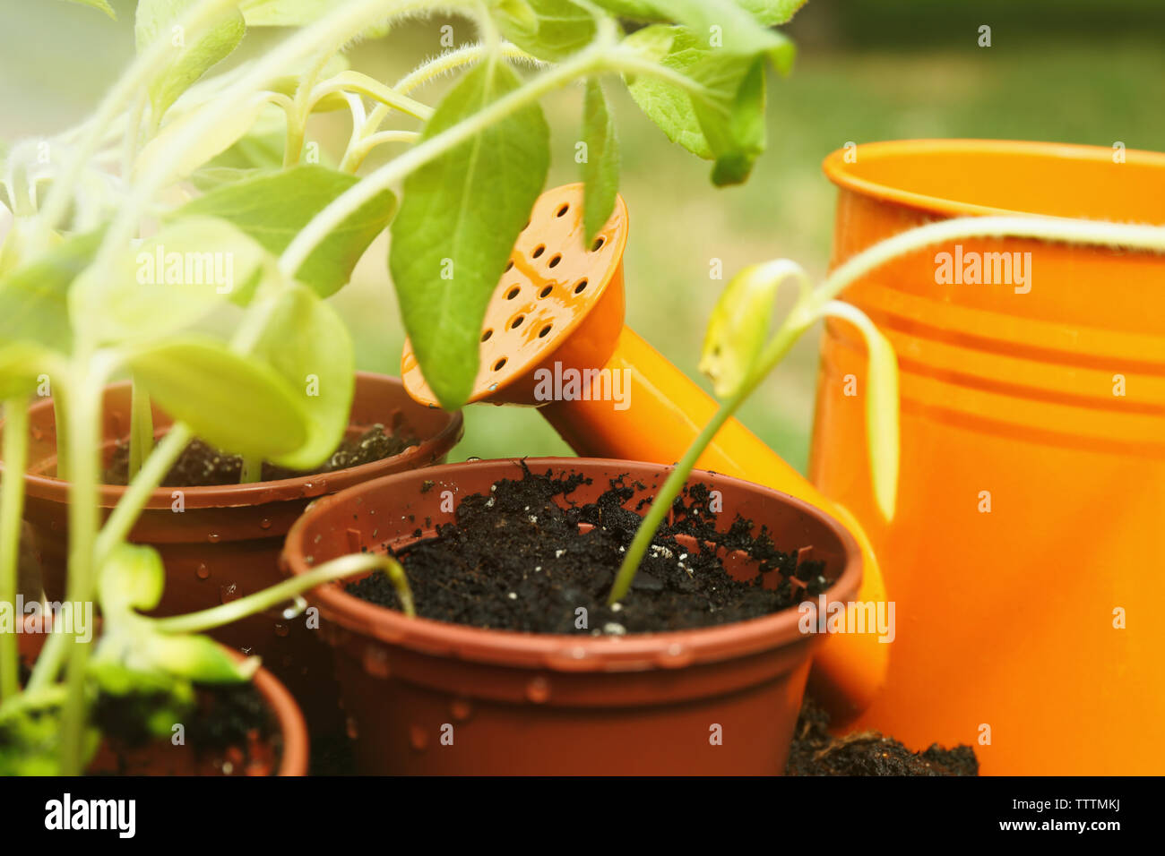 Seedling in pots hi-res stock photography and images - Alamy