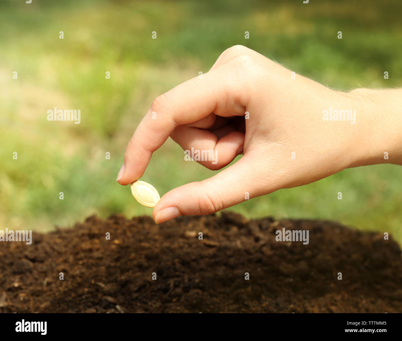 Woman hand putting seed into soil Stock Photo - Alamy