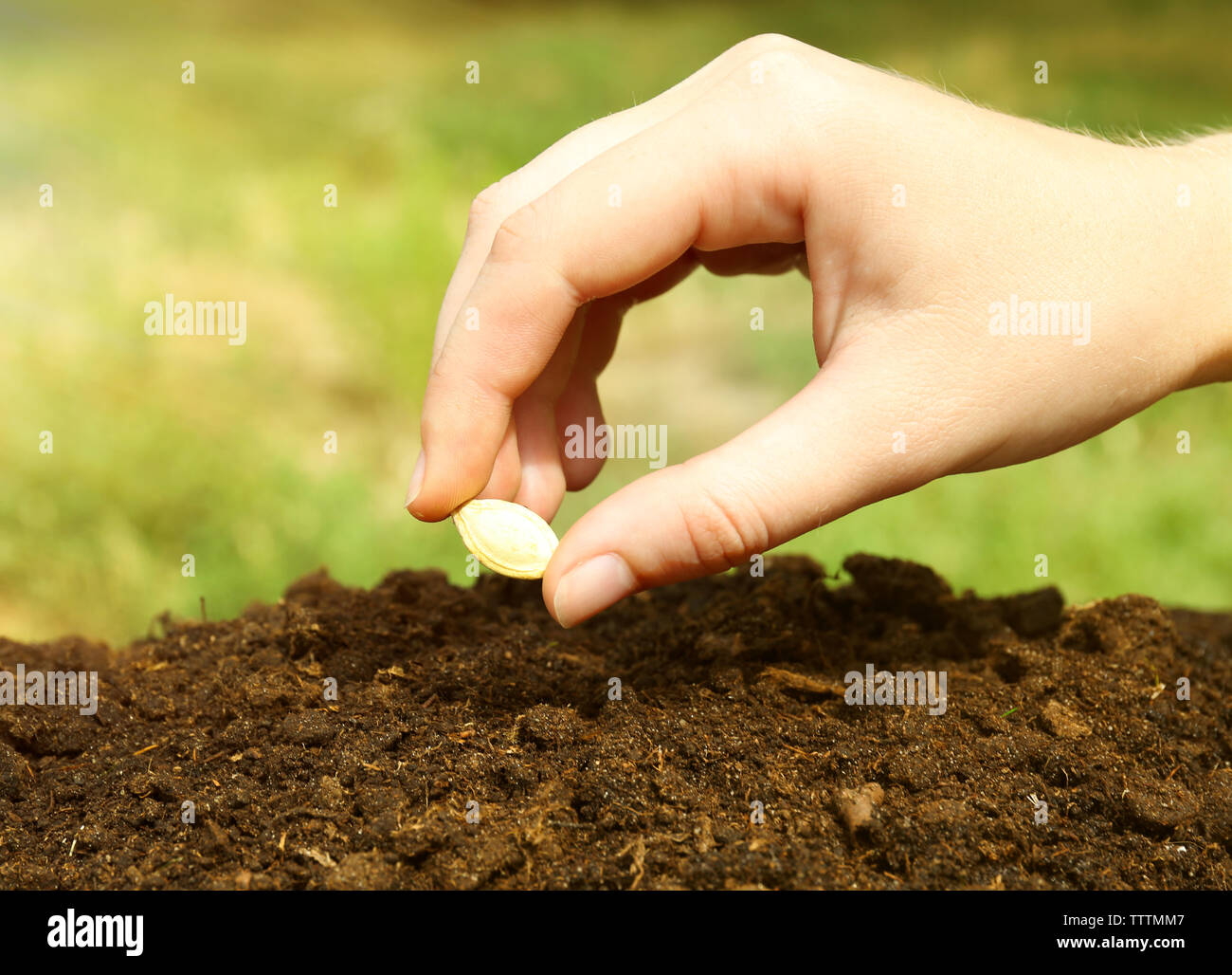 Woman hand putting seed into soil Stock Photo - Alamy