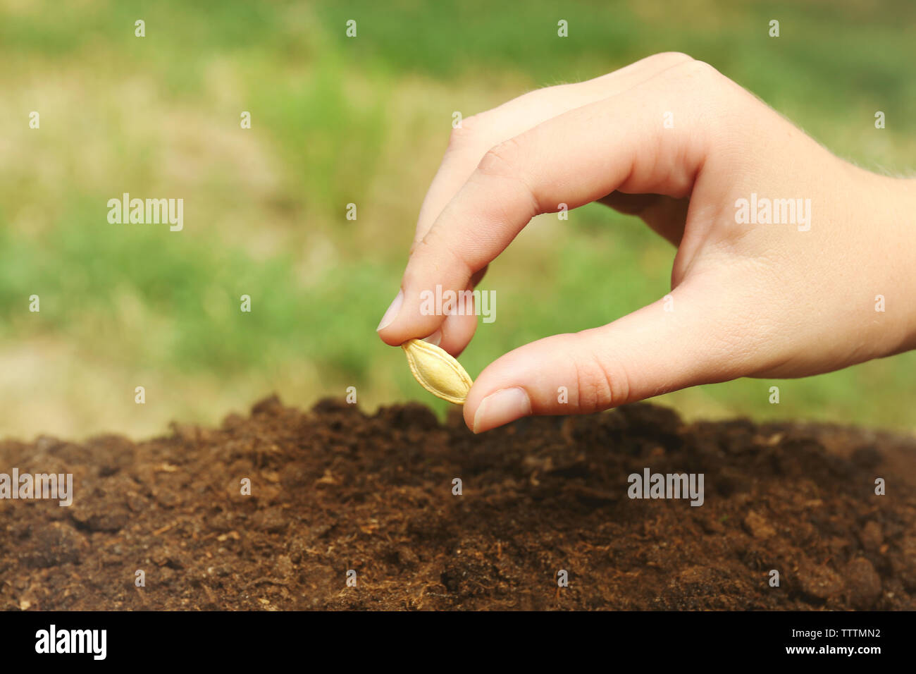Woman hand putting seed into soil Stock Photo - Alamy