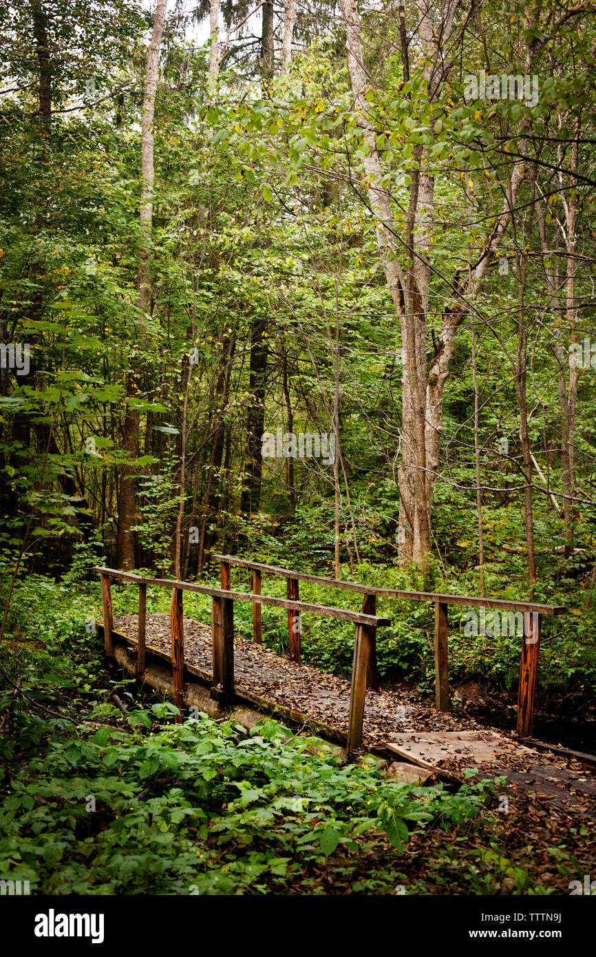 Wooden footbridge in forest Stock Photo - Alamy