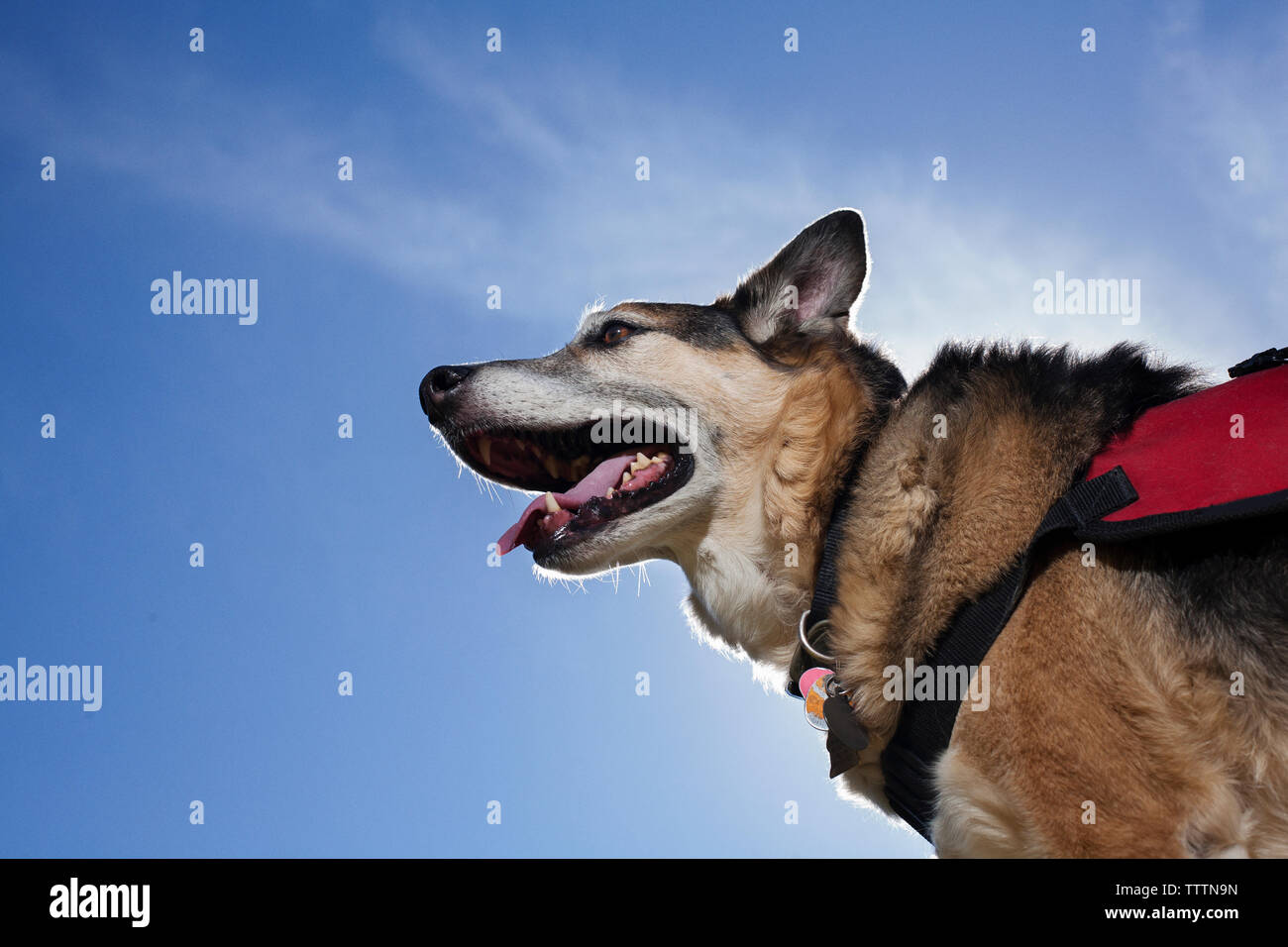 Animal open mouth sky hi-res stock photography and images - Alamy