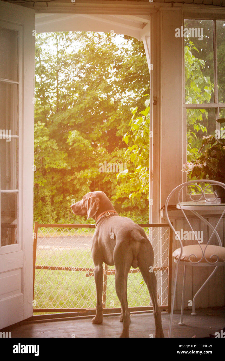 Dog looking through gate while standing at doorway Stock Photo - Alamy