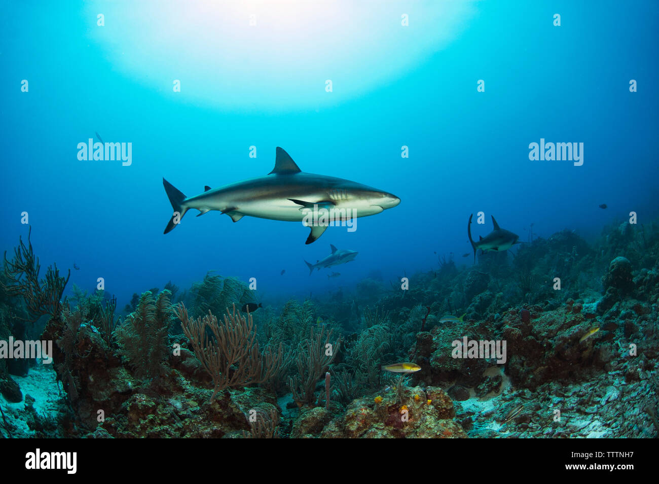 Underwater coral reef usa hi-res stock photography and images - Alamy