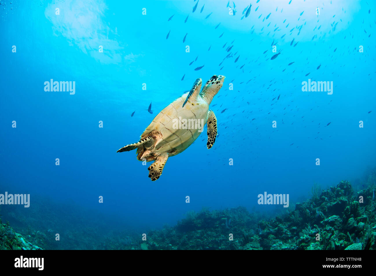 Underwater view swimming turtle hi-res stock photography and images - Alamy