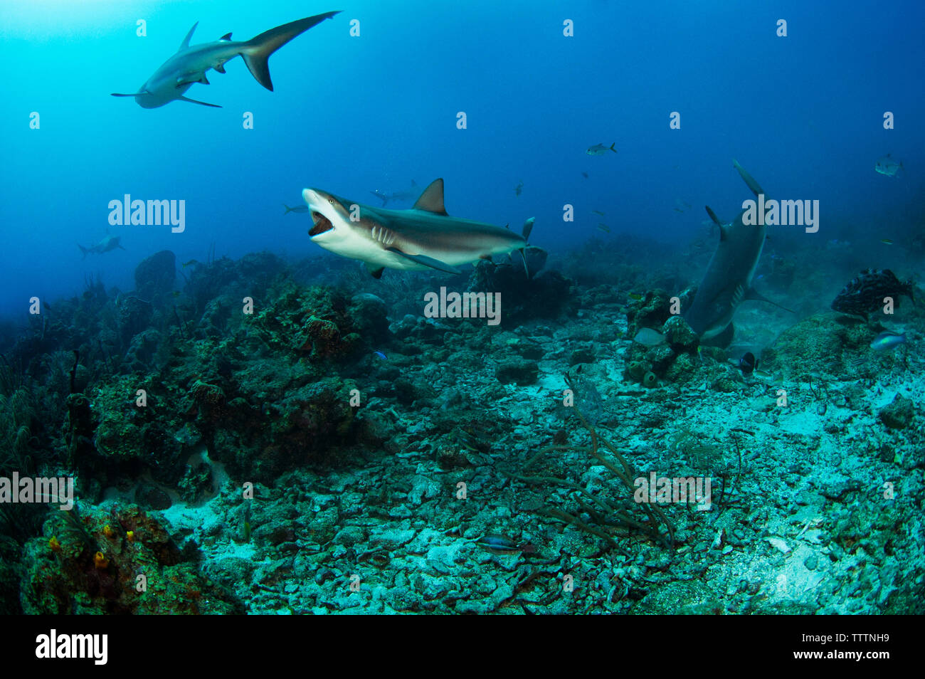 Sharks swimming underwater Stock Photo - Alamy