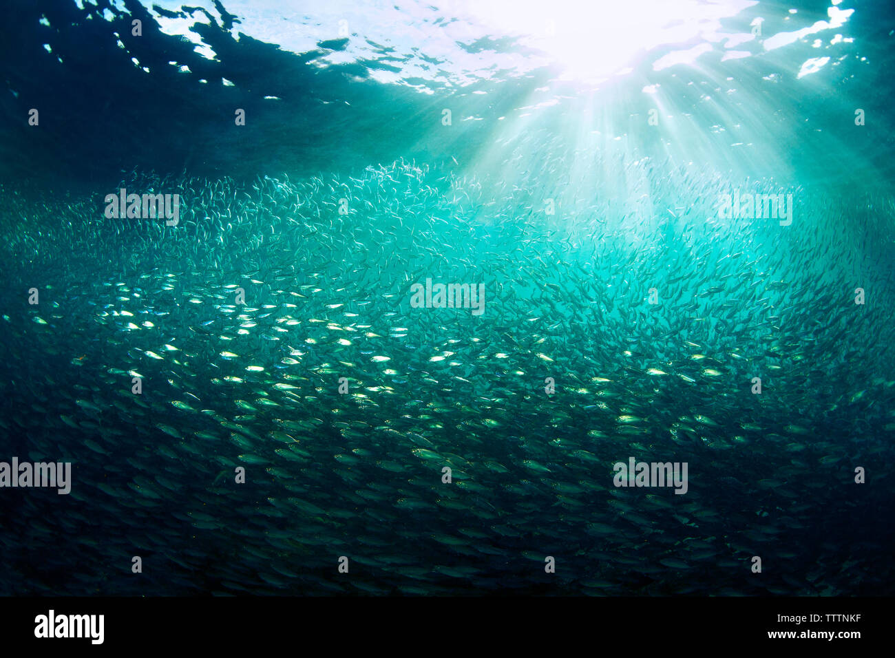 Low angle view of school of fish under water Stock Photo - Alamy