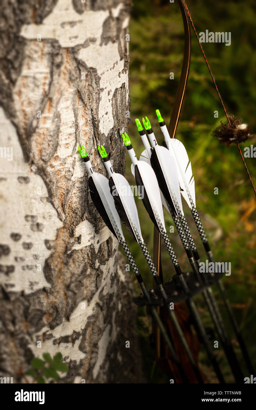 Arrow on the tree trunk hi-res stock photography and images - Alamy