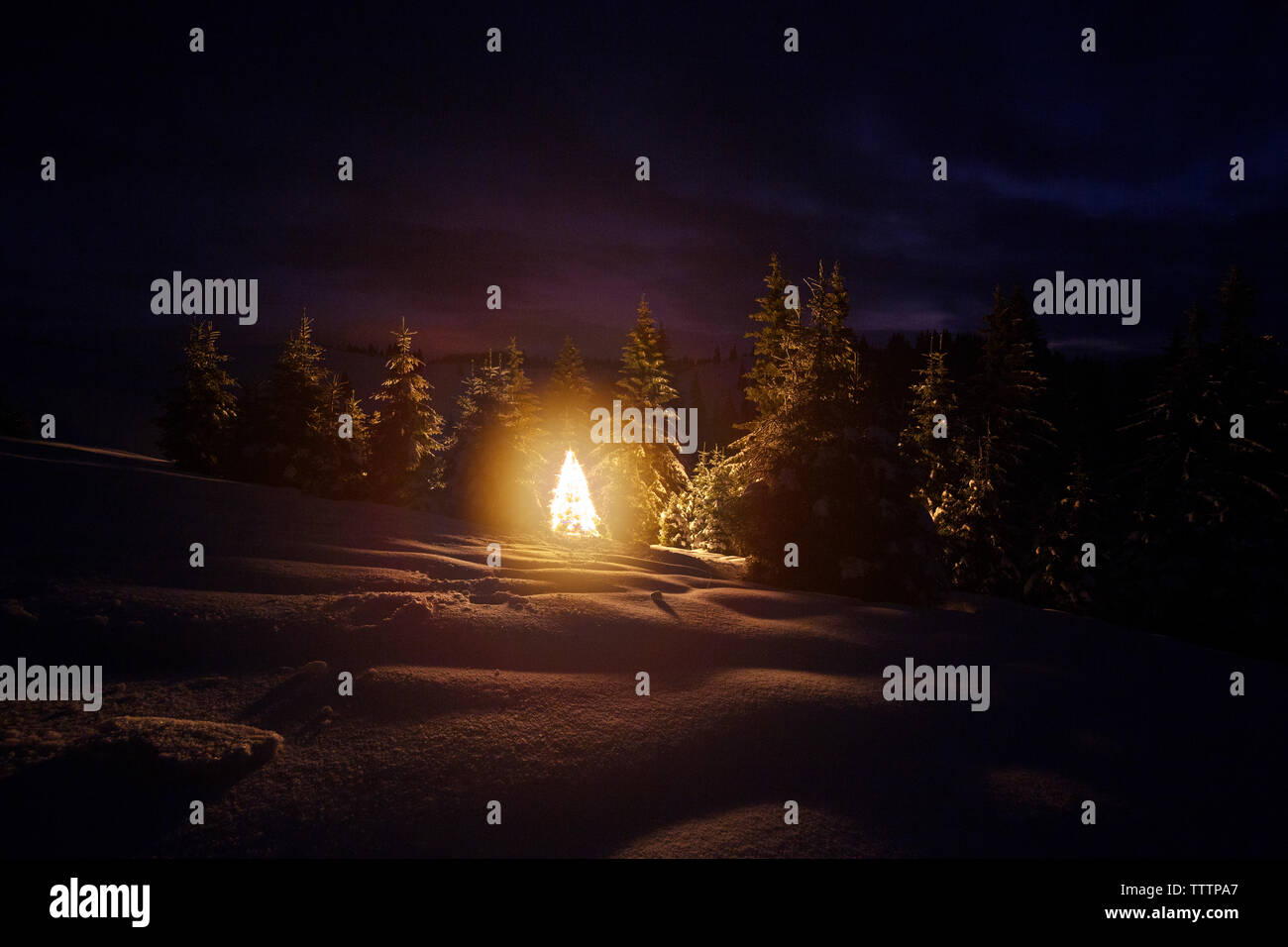 Night winter pine trees hi-res stock photography and images - Alamy