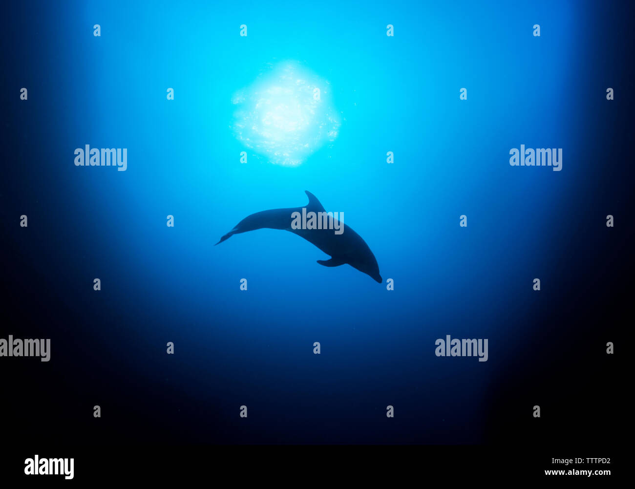 Dolphin swimming in sea Stock Photo - Alamy
