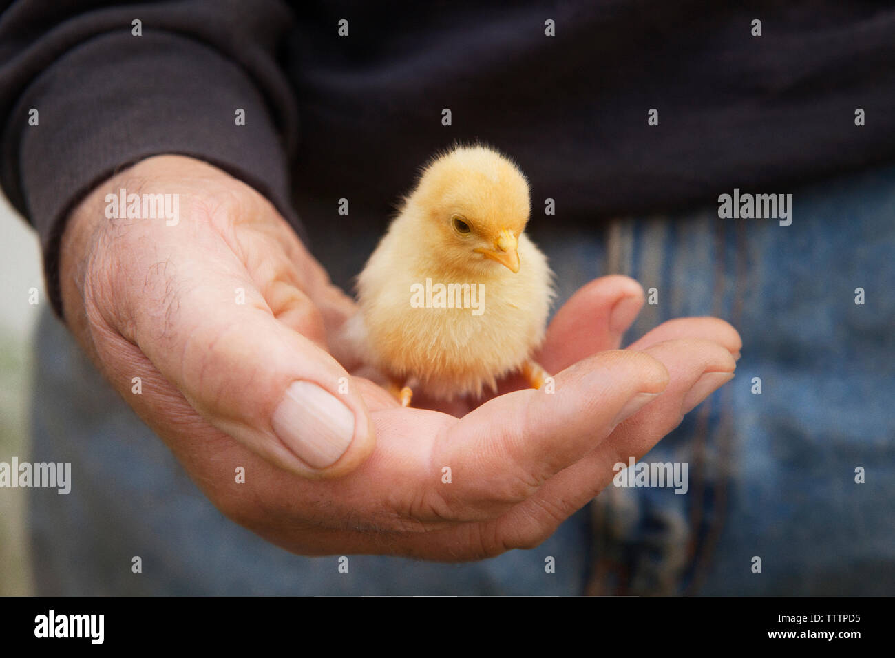 Hand holding baby chicken hi-res stock photography and images - Alamy